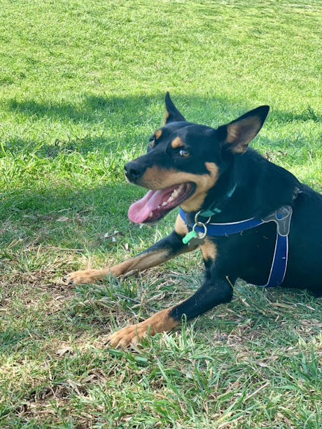 Active Creatures Dog Behaviour. Creating Calm & Confident Dogs.