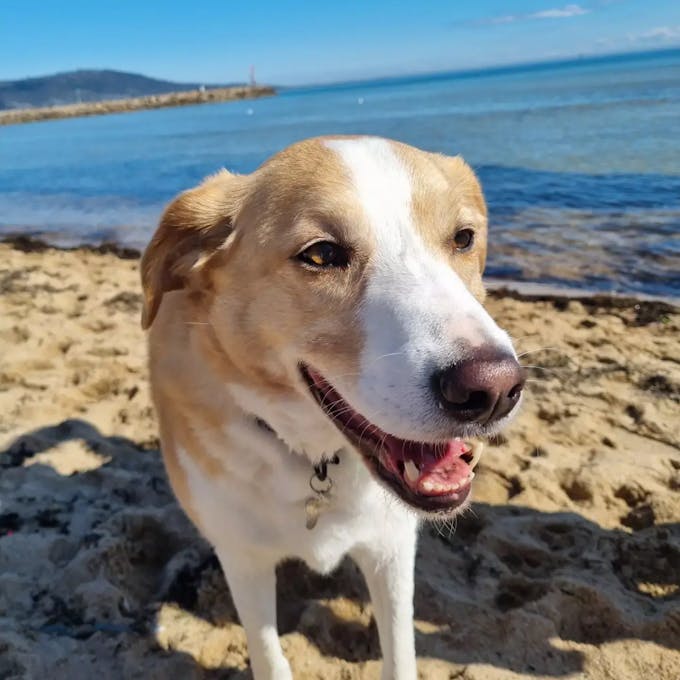 Active Creatures Dog Behaviour. Creating Calm & Confident Dogs.