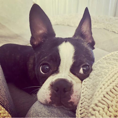 Active Creatures Dog Behaviour. Creating Calm & Confident Dogs.