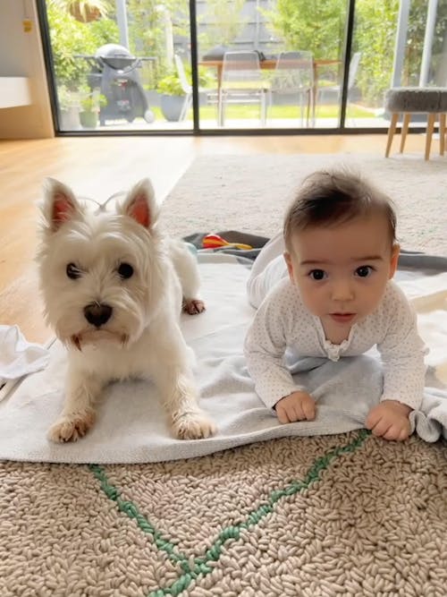 Active Creatures Dog Behaviour. Creating Calm & Confident Dogs.