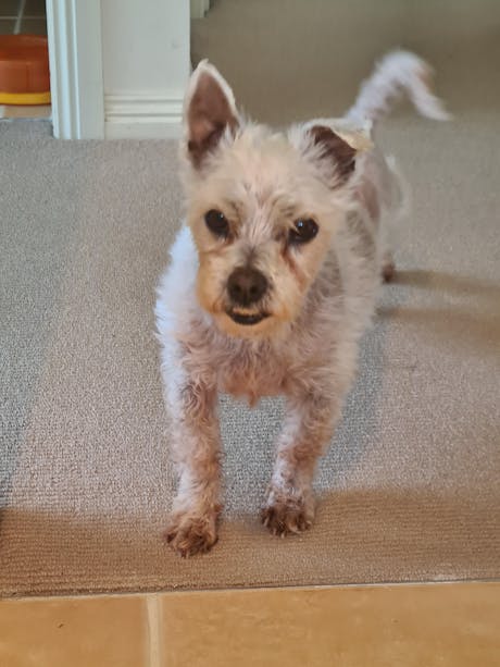 Active Creatures Dog Behaviour. Creating Calm & Confident Dogs.