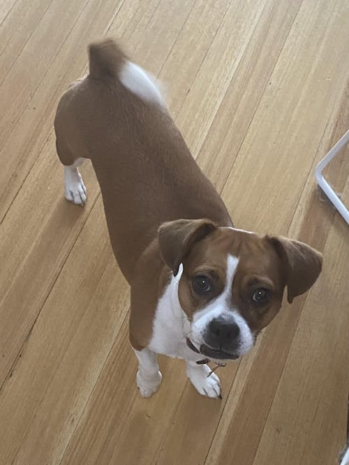 Active Creatures Dog Behaviour. Creating Calm & Confident Dogs.