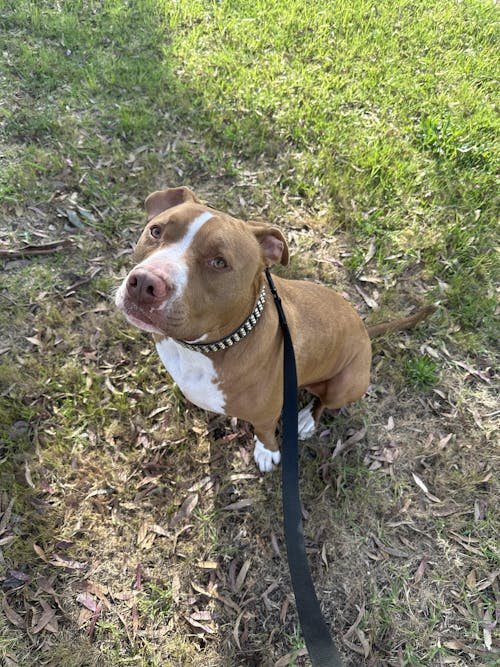 Active Creatures Dog Behaviour. Creating Calm & Confident Dogs.