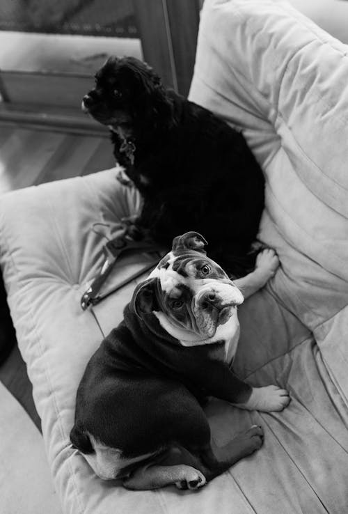 Active Creatures Dog Behaviour. Creating Calm & Confident Dogs.