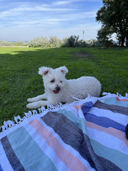 Active Creatures Dog Behaviour. Creating Calm & Confident Dogs.