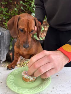 Active Creatures Dog Behaviour. Creating Calm & Confident Dogs.