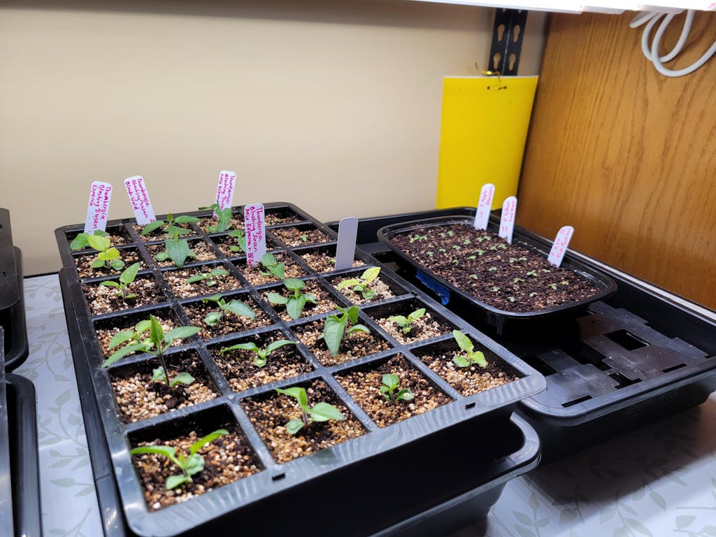 T5 HO 2.0 4FT 4 Lamp LED Grow Light (216W Eqv.) – Sun White Spectrum ...