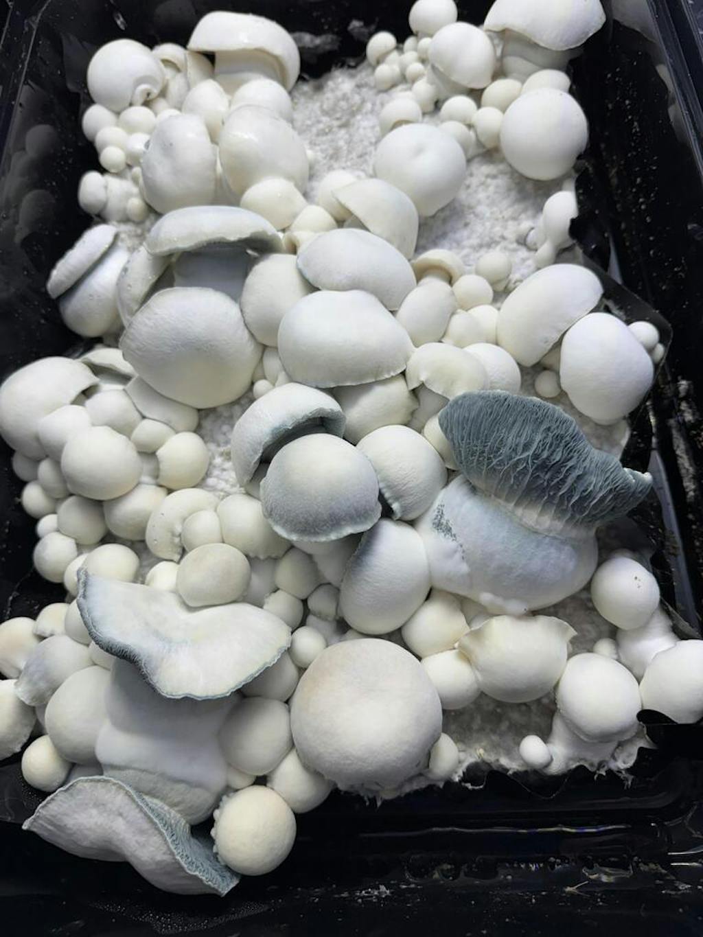 Mushroom Fruiting & Incubation 3-Tier Walden White LED Grow Tent Kit ...