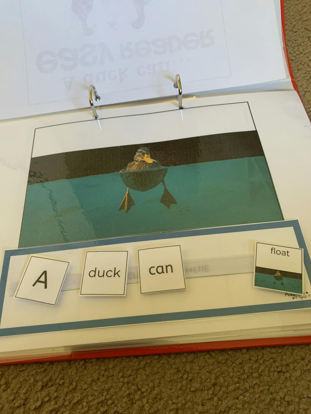 Animal Actions Adapted Book VERB BUNDLE (Printable PDF + Digital ...