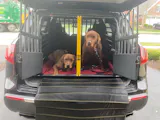 Variocage Double Crate - Crash Tested Dog Cage for SUVs – AdeoPets