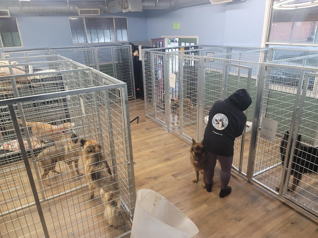 TK Kennels Pro-Series Enclosed Multi-Dog Kennel for Indoor/Outdoor Use ...