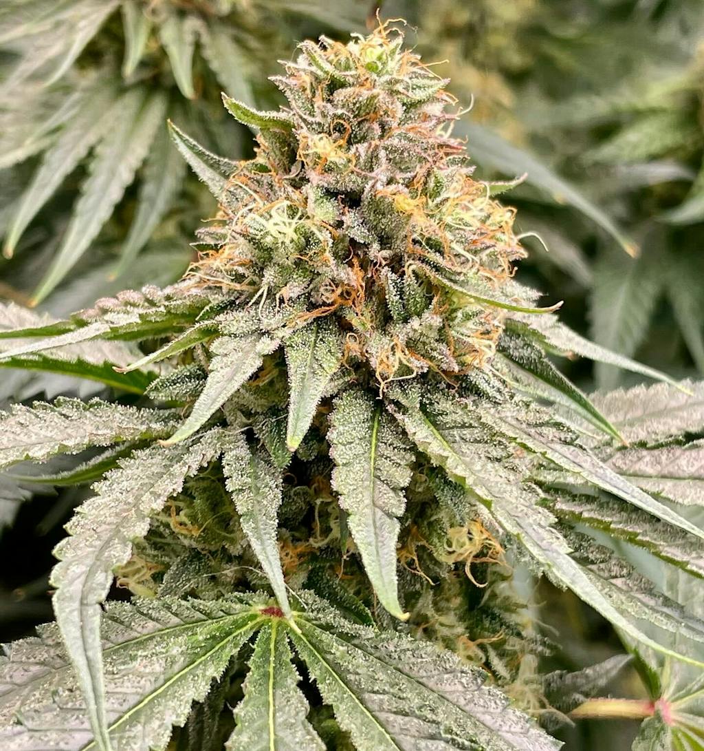 Aerobuddy: Timer + Power Controller – Aeromixer