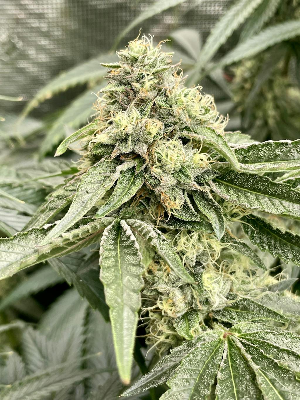 Aerobuddy: Timer + Power Controller – Aeromixer