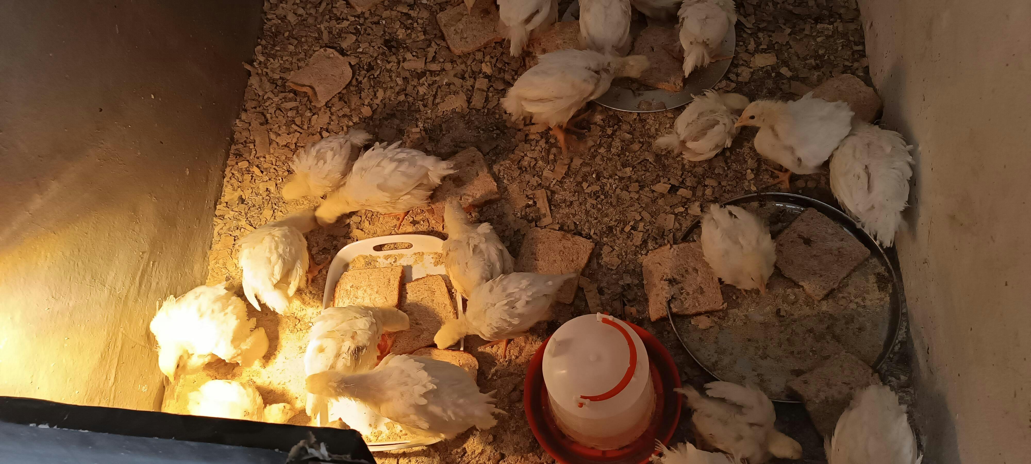 Poultry Water Drinkers: Essential Equipment for Healthy Poultry ...