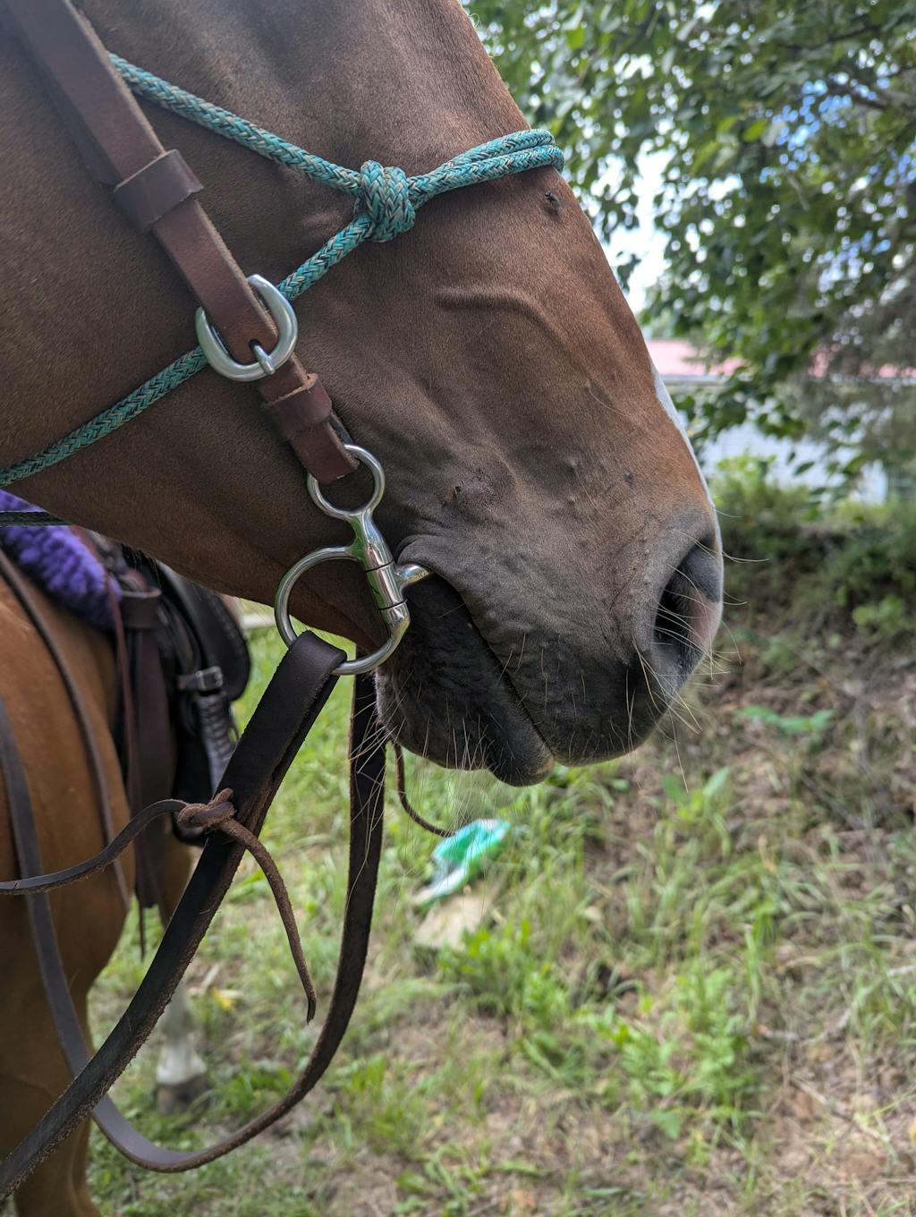 CalmRide Baucher Snaffle