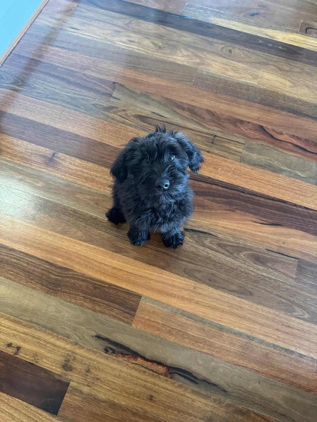 NMN Capsules (60 x 250mg Capsules) - AgeMate