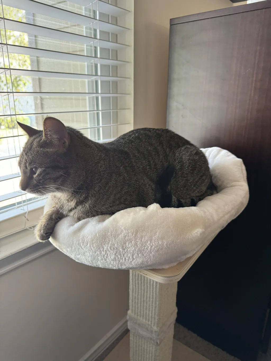 Jett - Plywood Cat Perch – AGILE