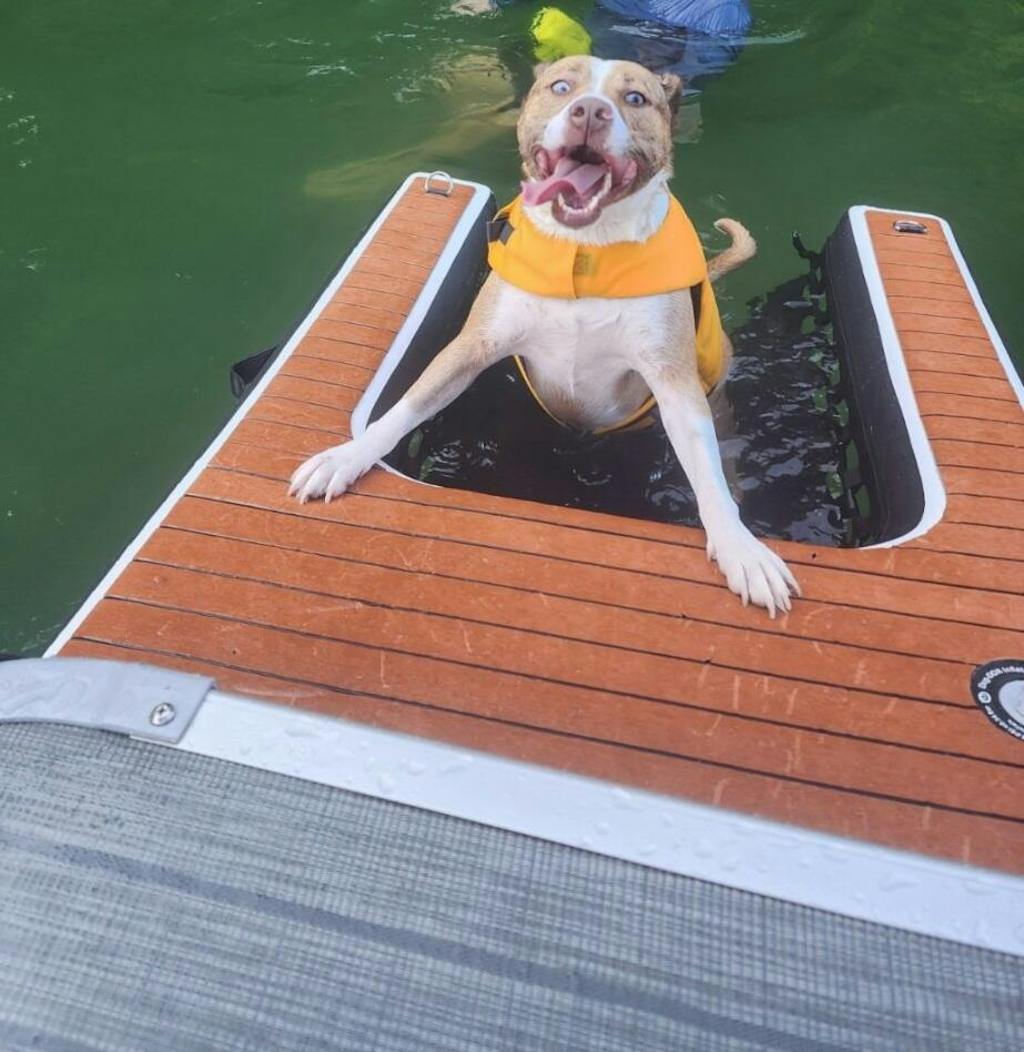 Dog-DOK Inflatable Dog Boat Ramp