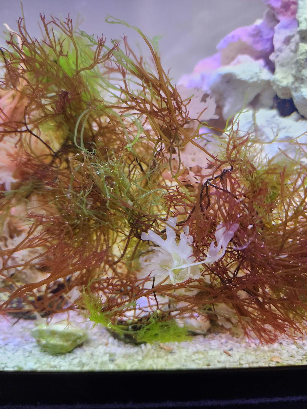 Red Ogo Gracilaria | Macroalgae | AlgaeBarn