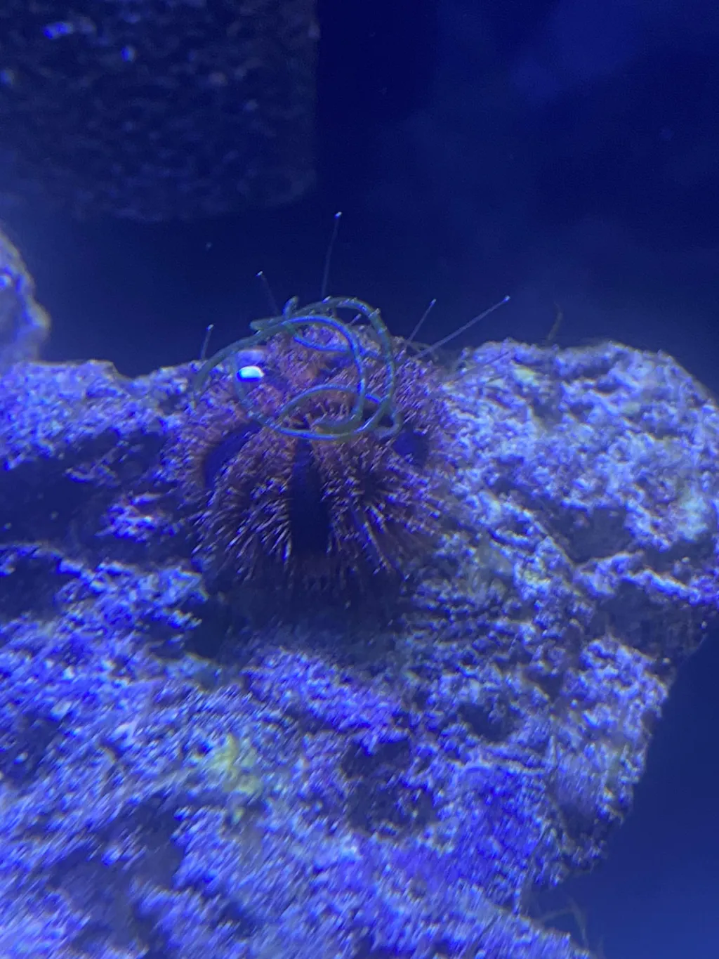 Red and Blue Tuxedo Urchin | Captive Bred Invertebrates | AlgaeBarn