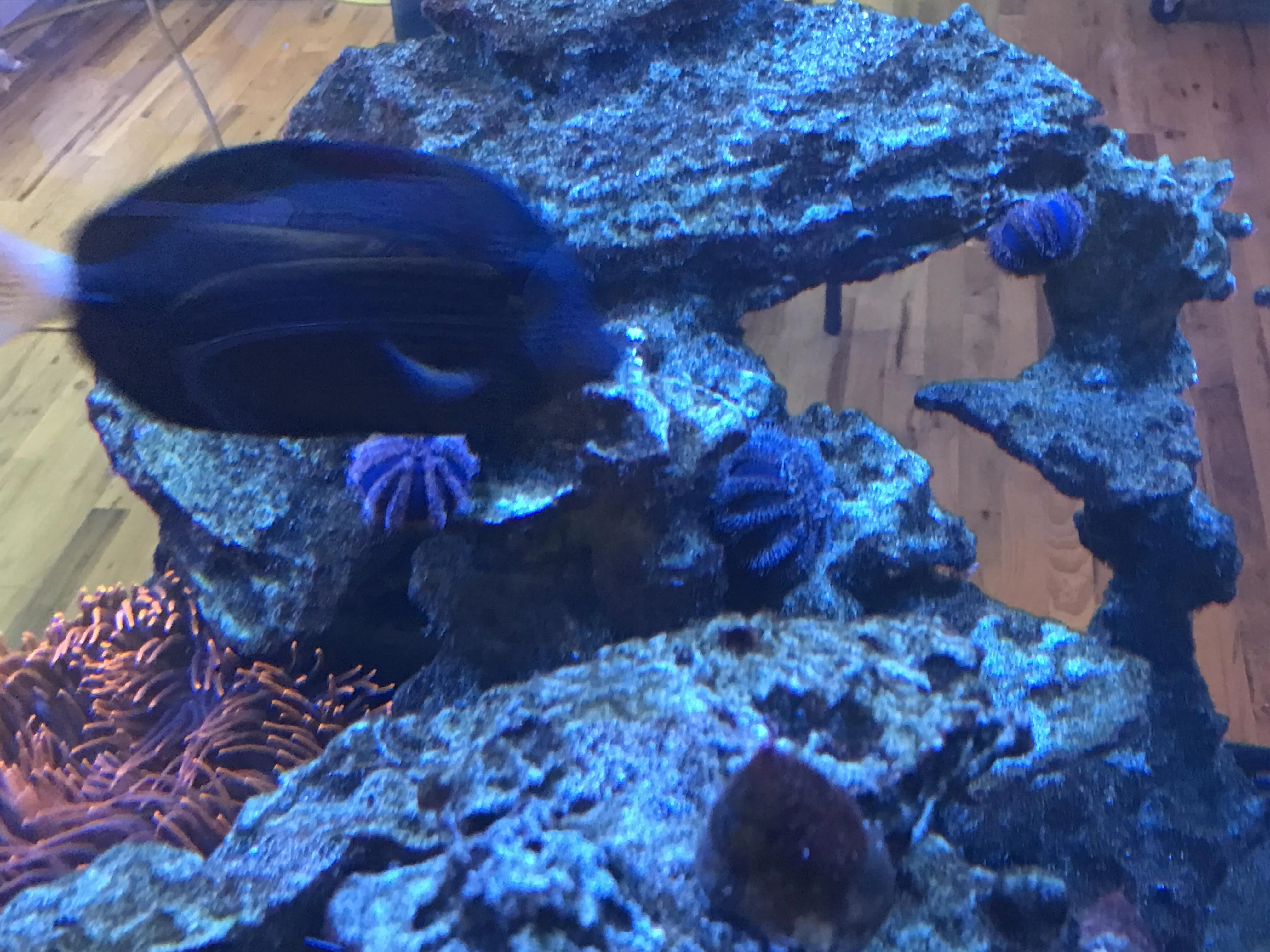Red and Blue Tuxedo Urchin | Captive Bred Invertebrates | AlgaeBarn