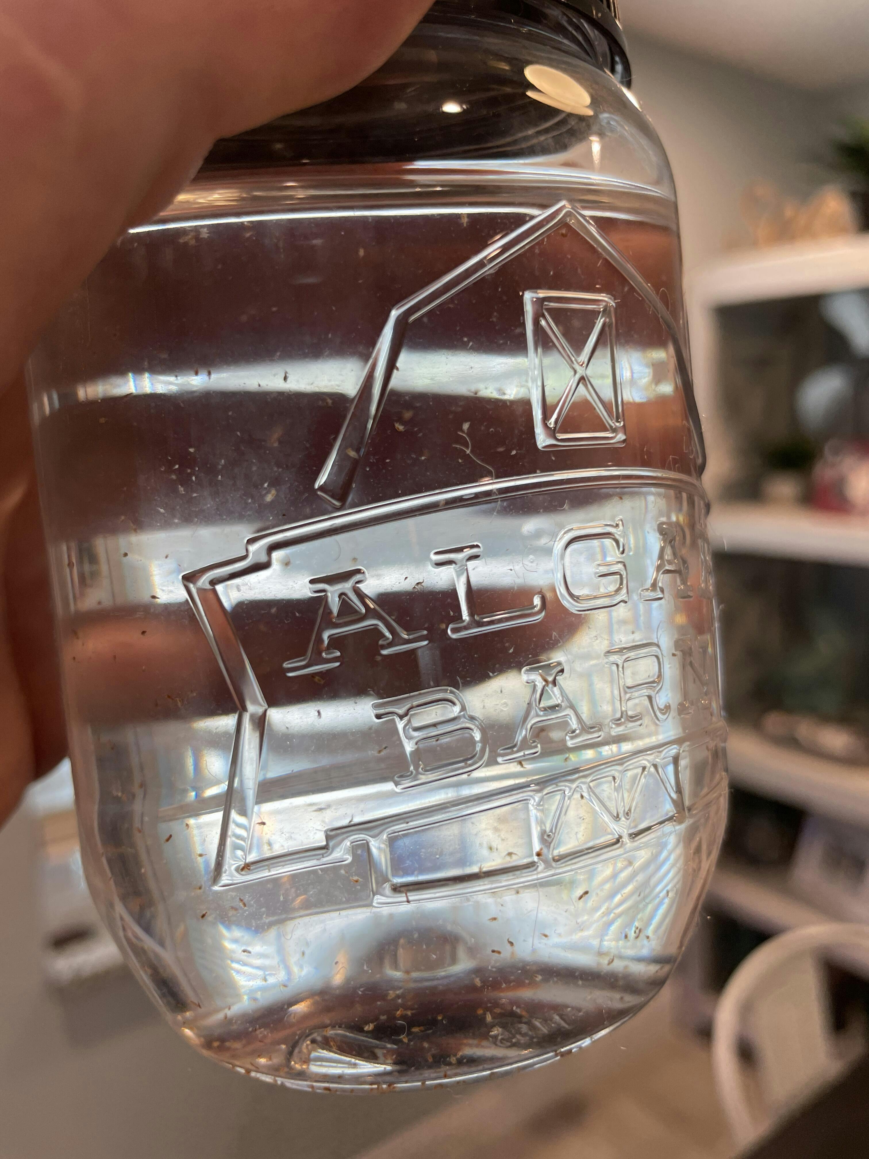 Galaxy Pods | 5 Species Copepod Blend | AlgaeBarn