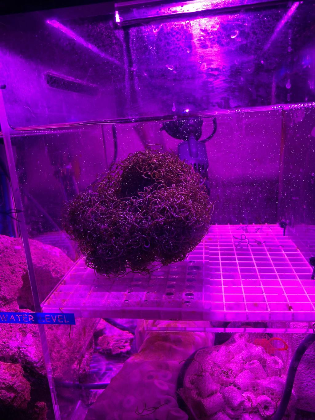 Chaeto for Sale | Macroalgae | Chaetomorpha - AlgaeBarn
