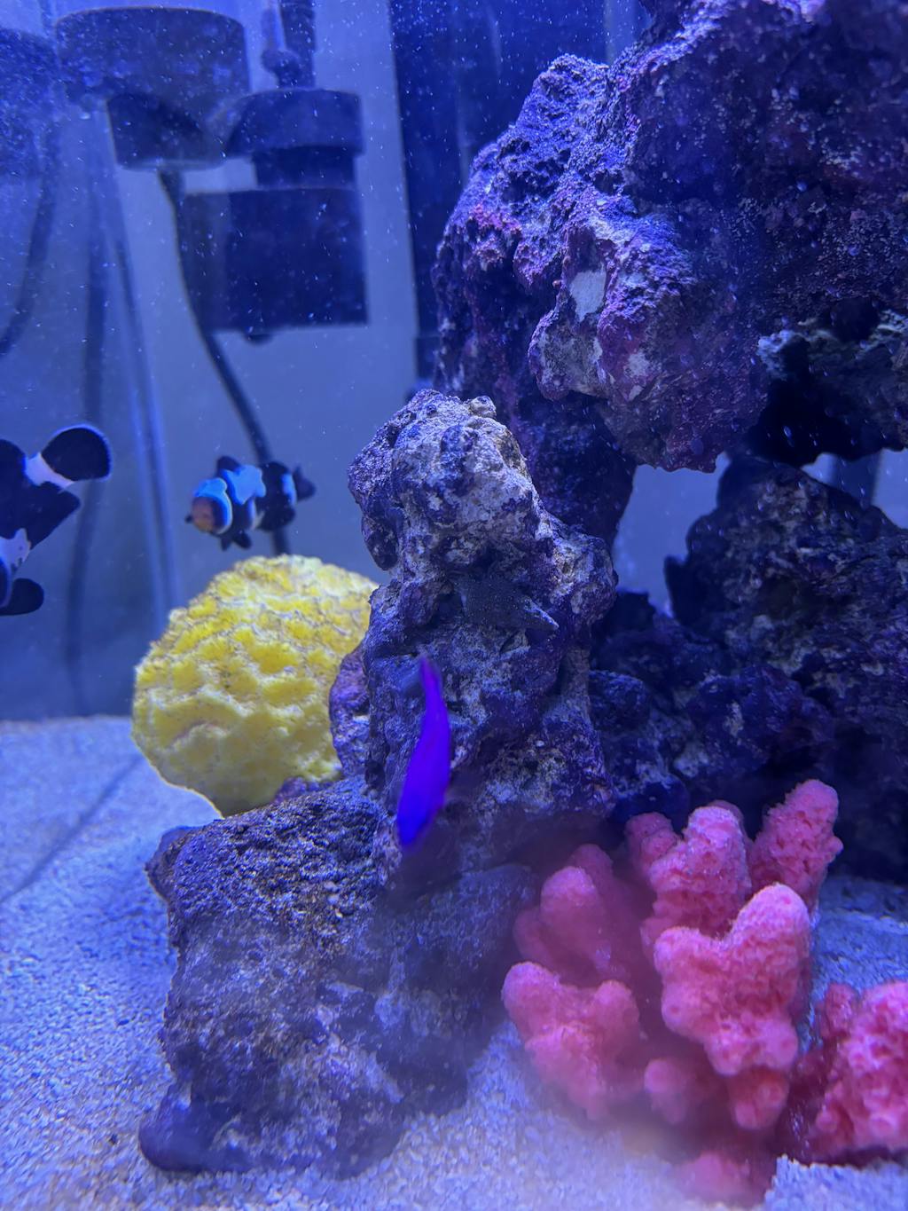 ORA Black Snowflake Clownfish | Captive-Bred Clownfish | AlgaeBarn