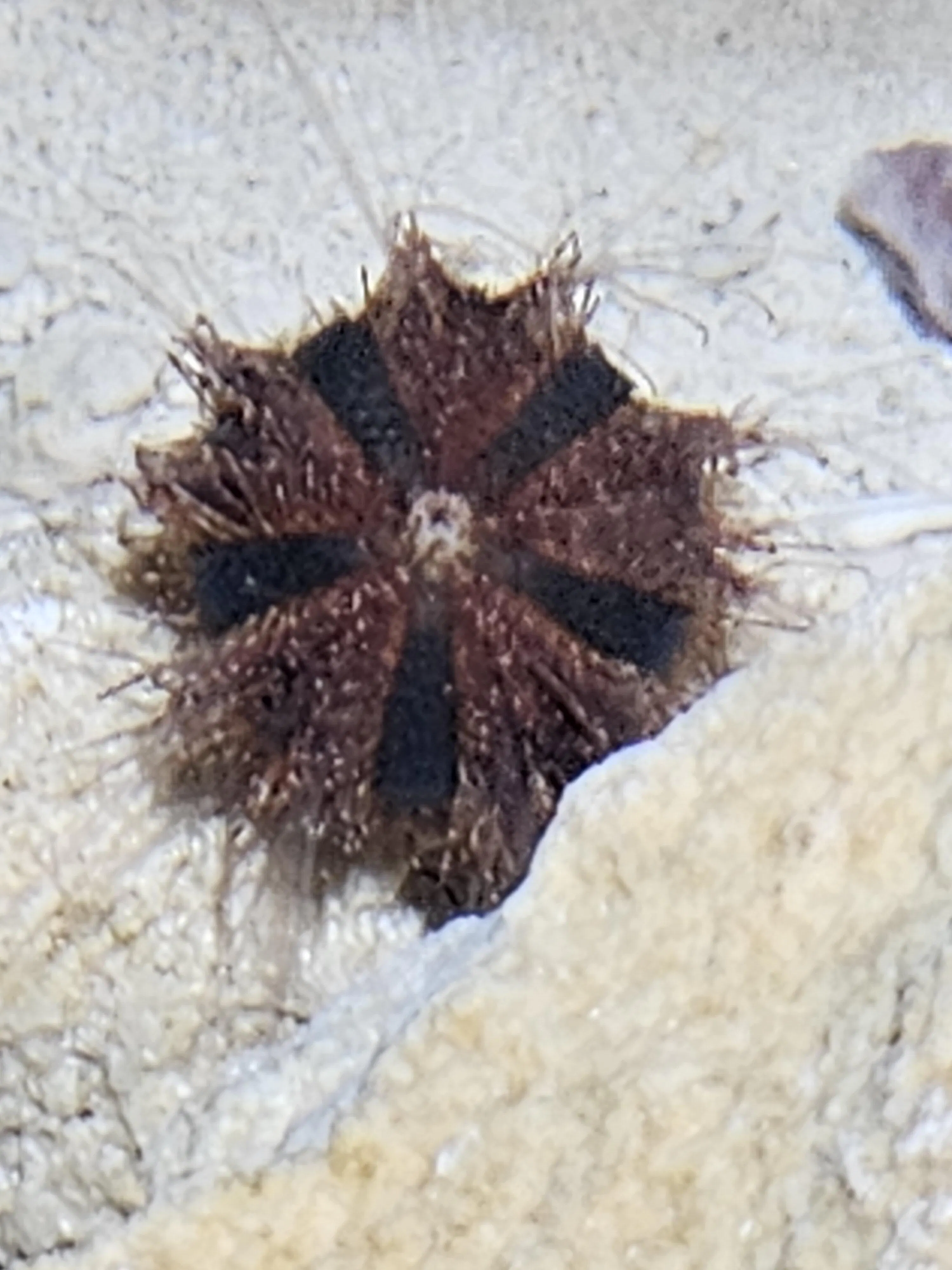 Red and Blue Tuxedo Urchin | Captive Bred Invertebrates | AlgaeBarn