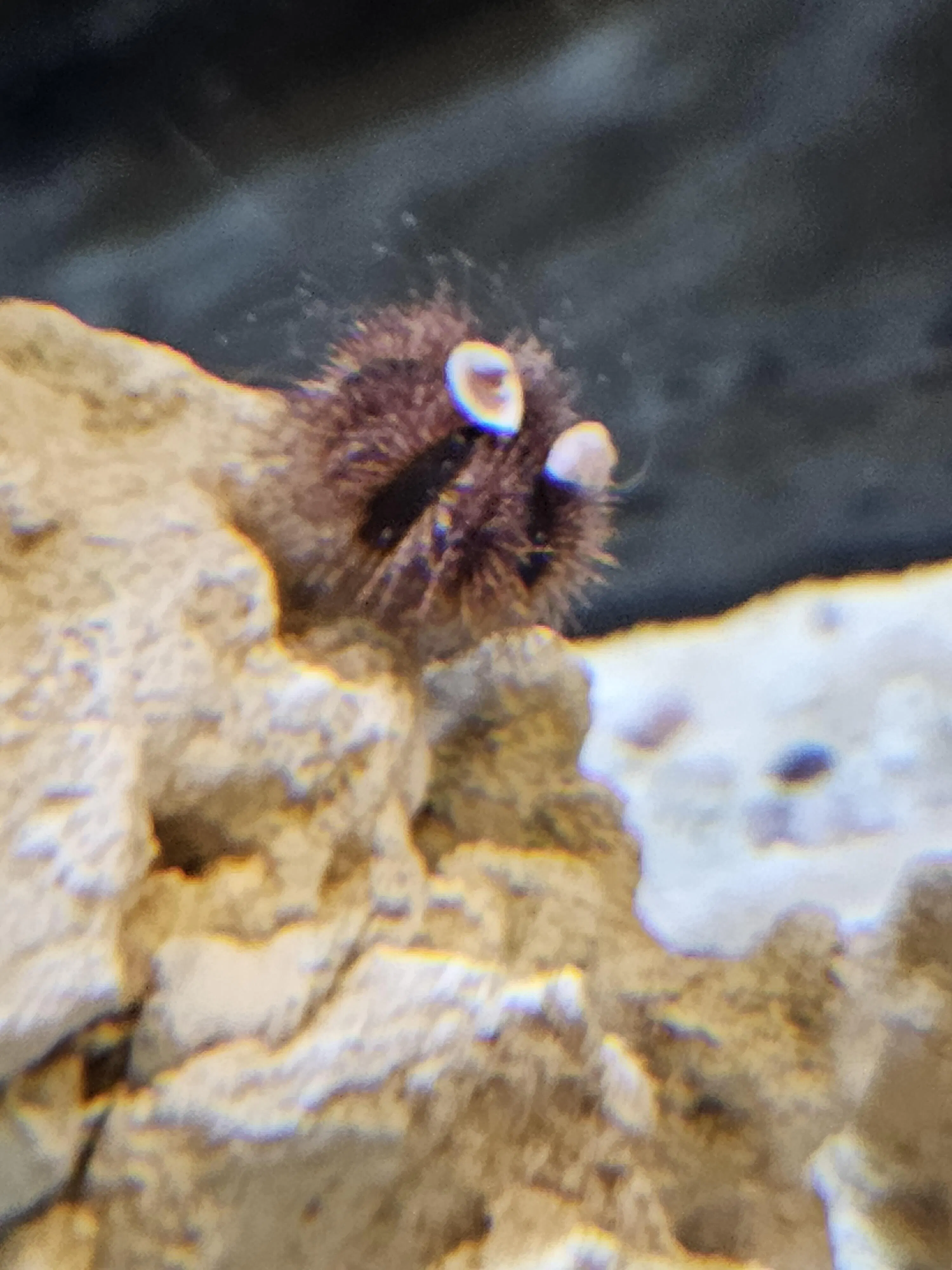 Red and Blue Tuxedo Urchin | Captive Bred Invertebrates | AlgaeBarn