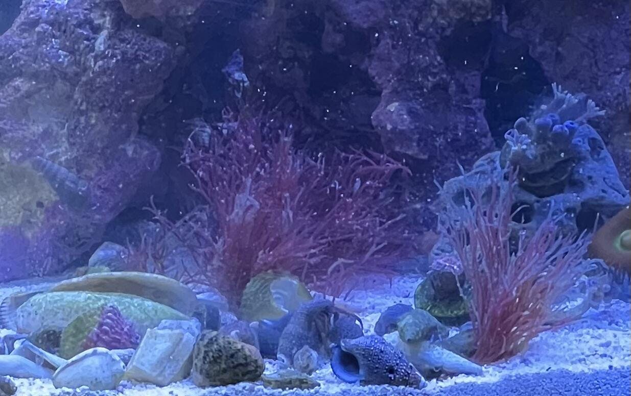 Red Ogo Gracilaria | Macroalgae | AlgaeBarn