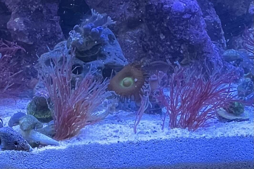 Red Ogo Gracilaria | Macroalgae | AlgaeBarn