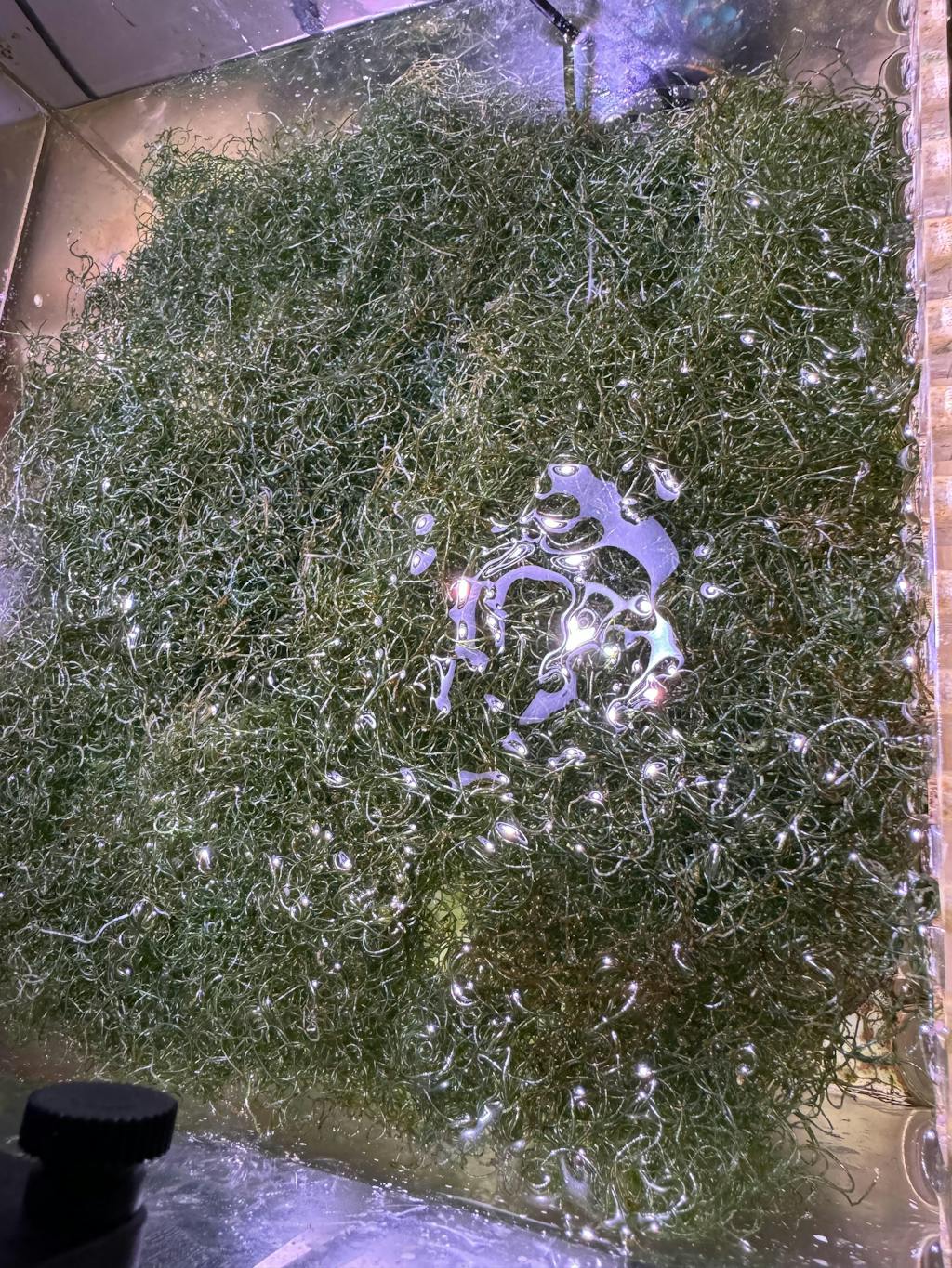 Chaeto for Sale | Macroalgae | Chaetomorpha - AlgaeBarn