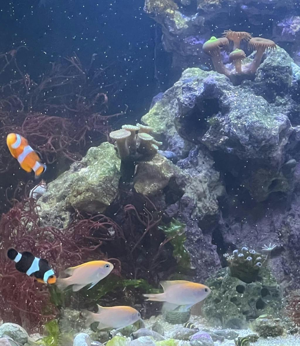 5280 Pods Blend | Copepods for sale | Live Foods - AlgaeBarn