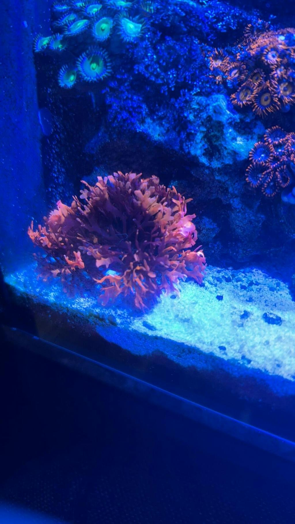 Ultimate Macroalgae Pack | Macro Algaes | AlgaeBarn