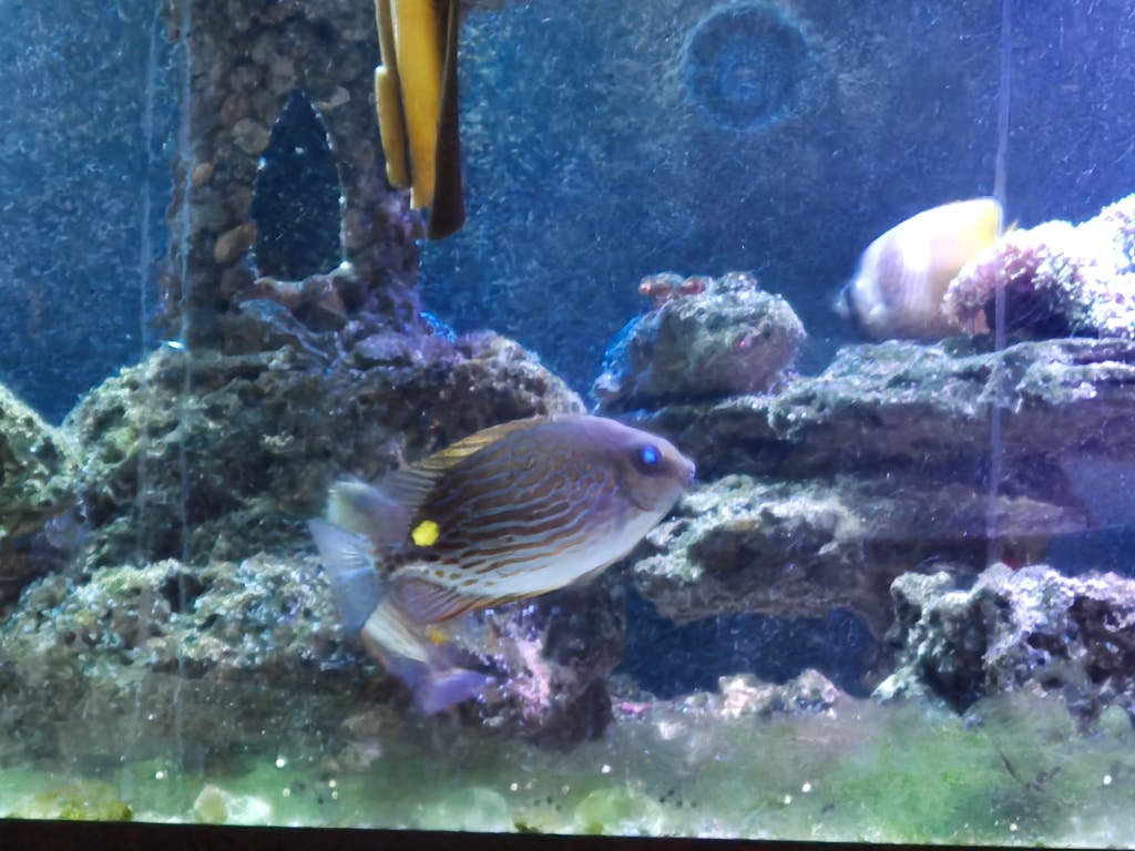 BIOTA Goldline Rabbitfish | Captive Bred Fish | AlgaeBarn