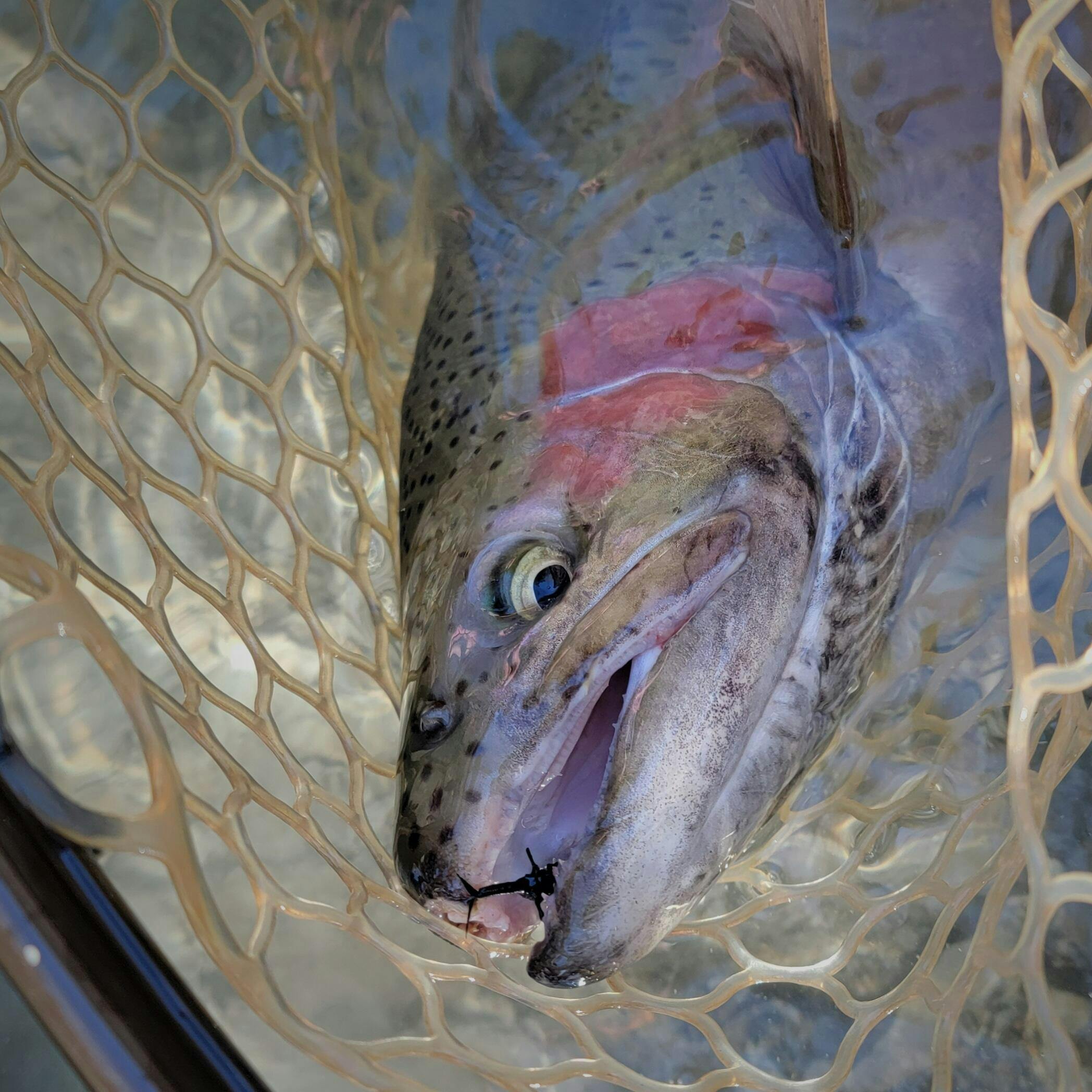 The Native Fly Box – Allegheny Native Films