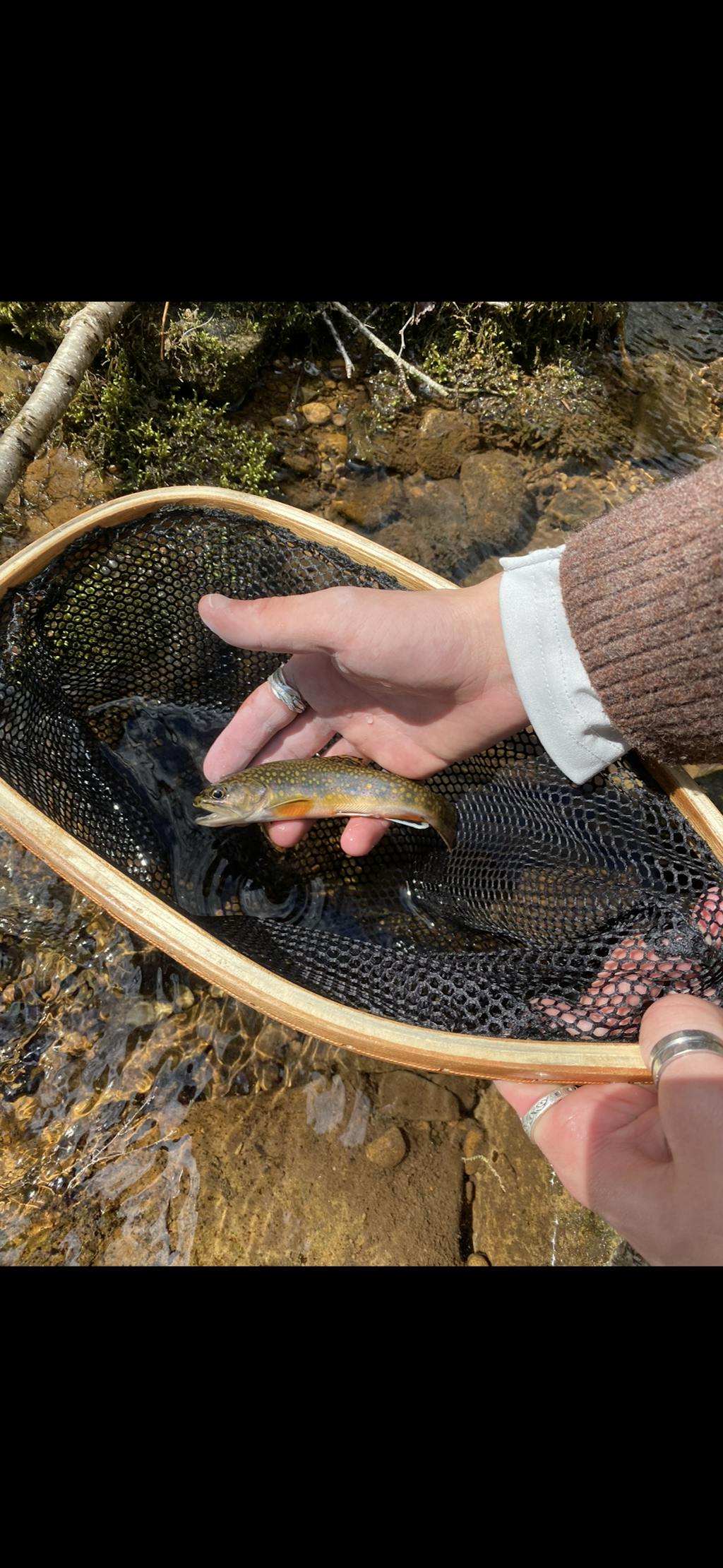 The Native Fly Box – Allegheny Native Films