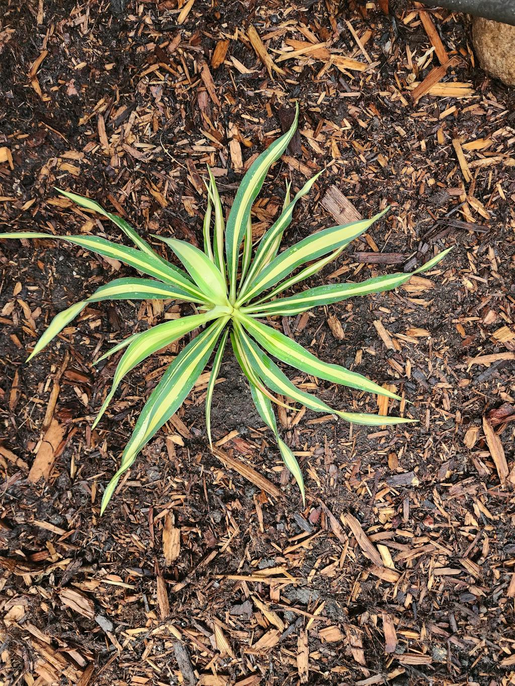 Yucca filamentosa 'Color Guard' | Adam's Needle – Almanac Planting Co