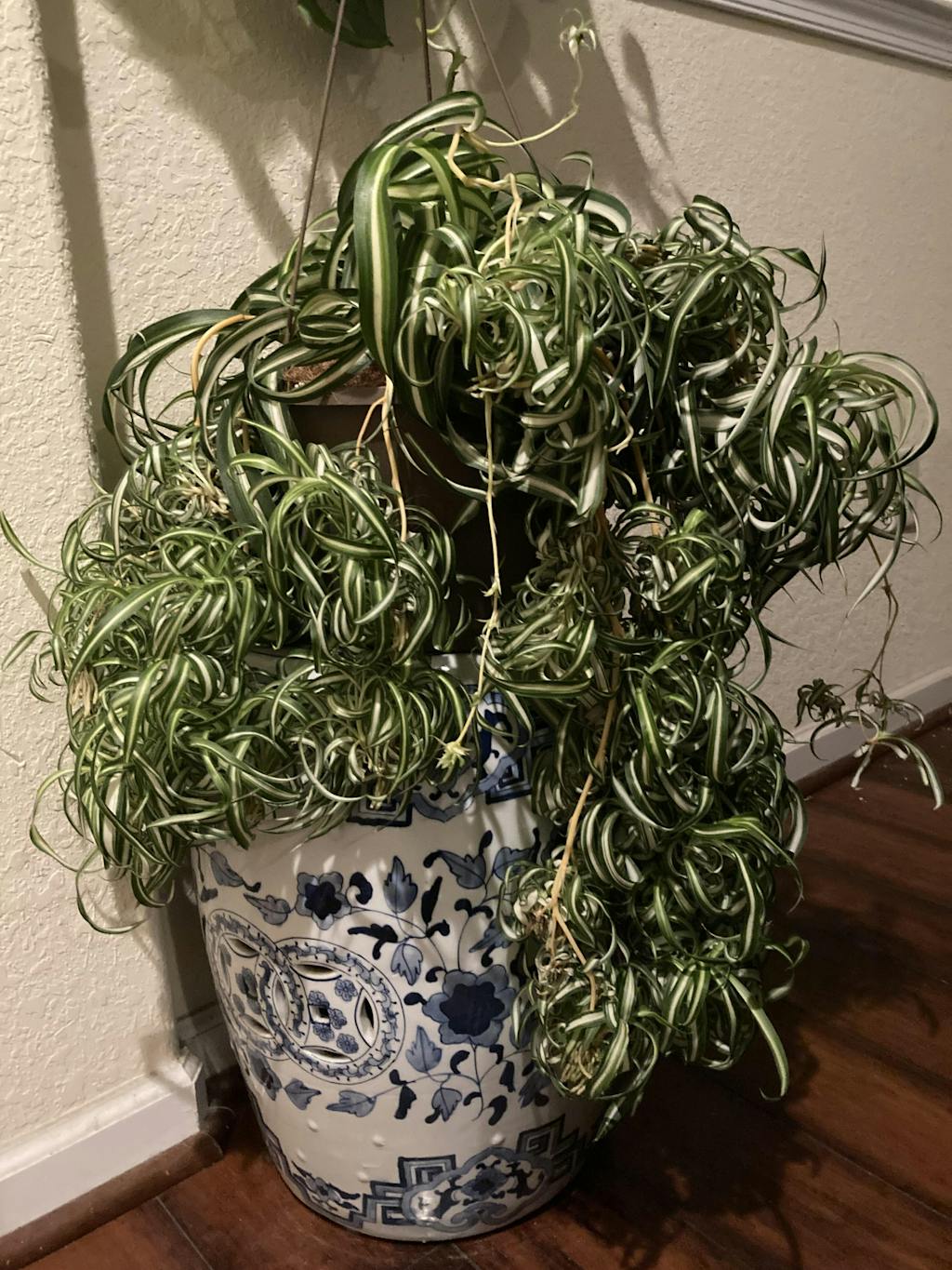 Curly Spider Plant | Chlorophytum comosum 'Bonnie' – Almanac Planting Co
