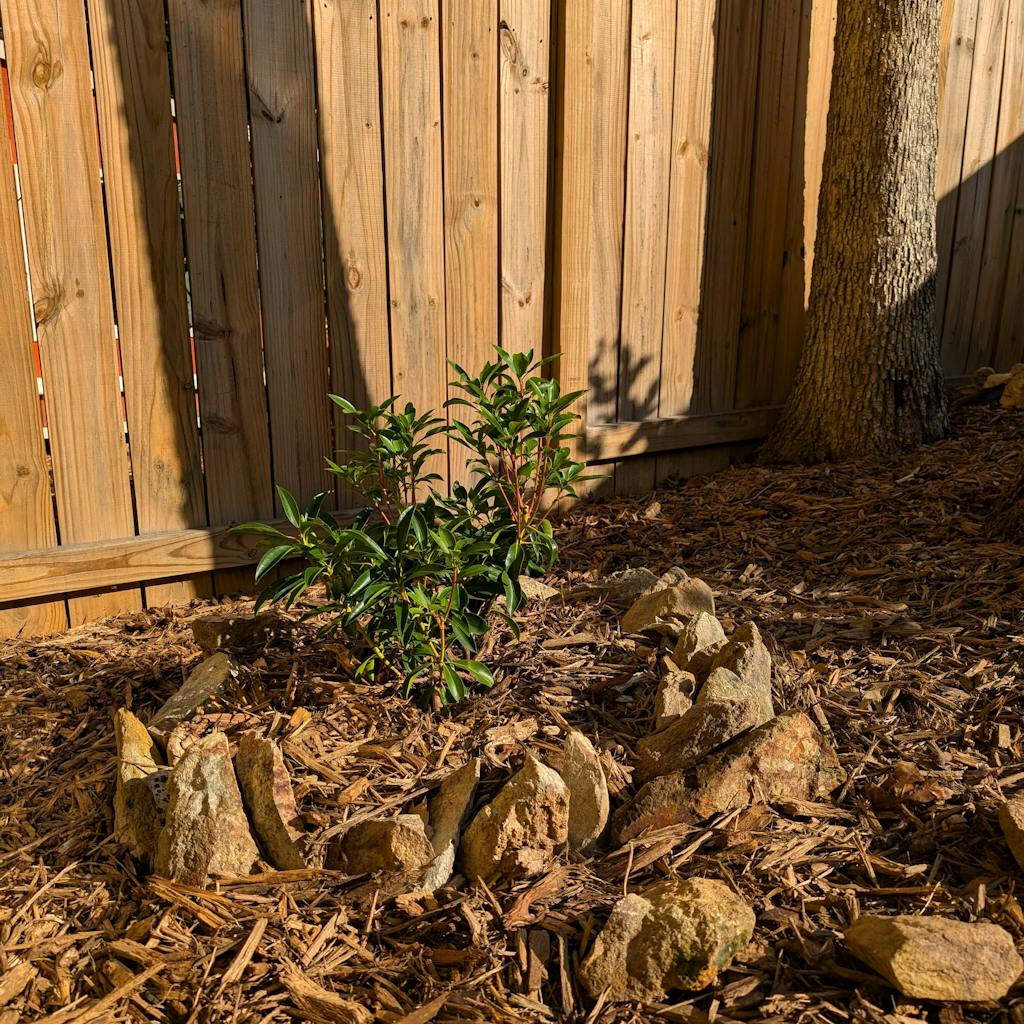 Kalmia latifolia 'Keepsake' | Mountain Laurel for Sale – Almanac ...