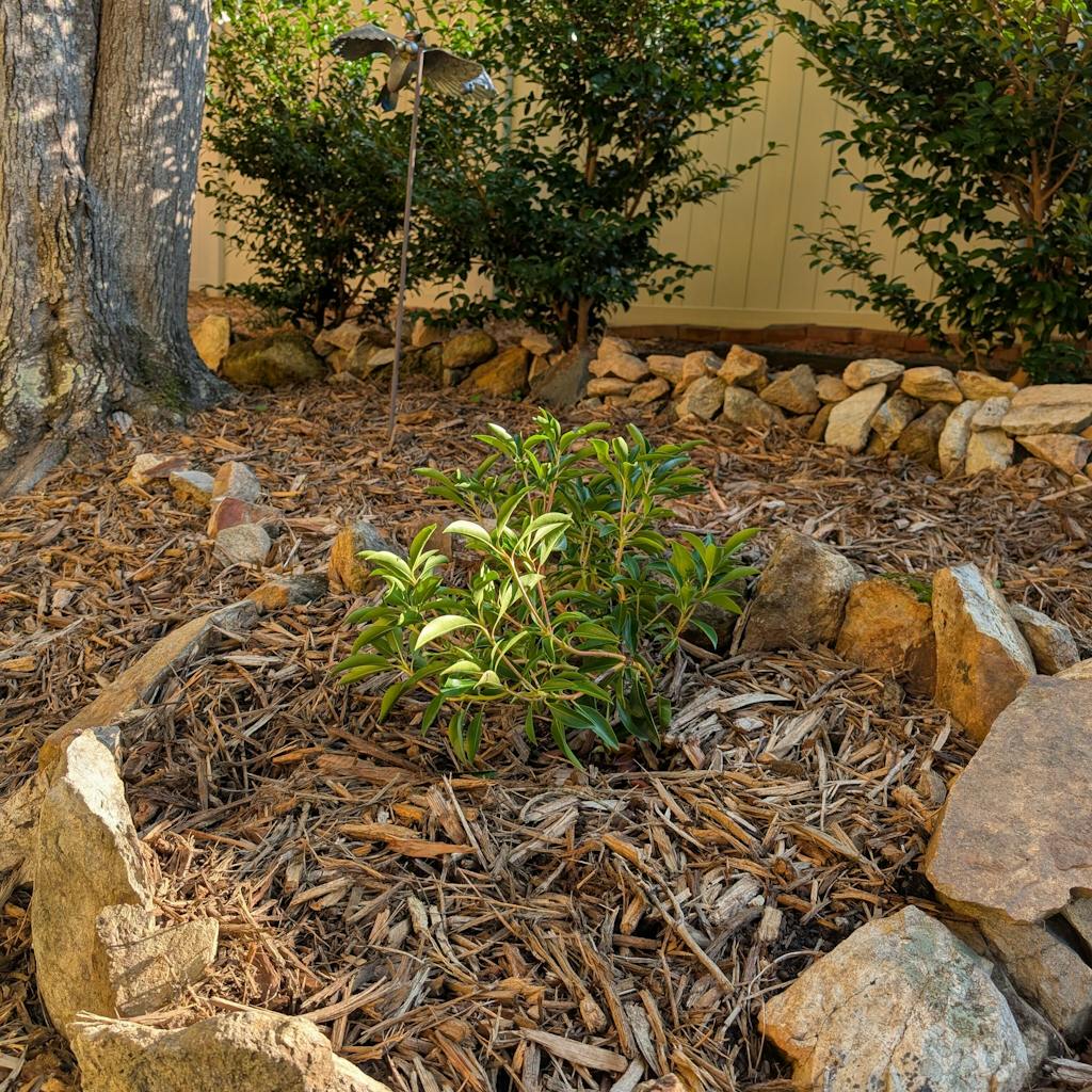 Kalmia latifolia 'Keepsake' | Mountain Laurel for Sale – Almanac ...