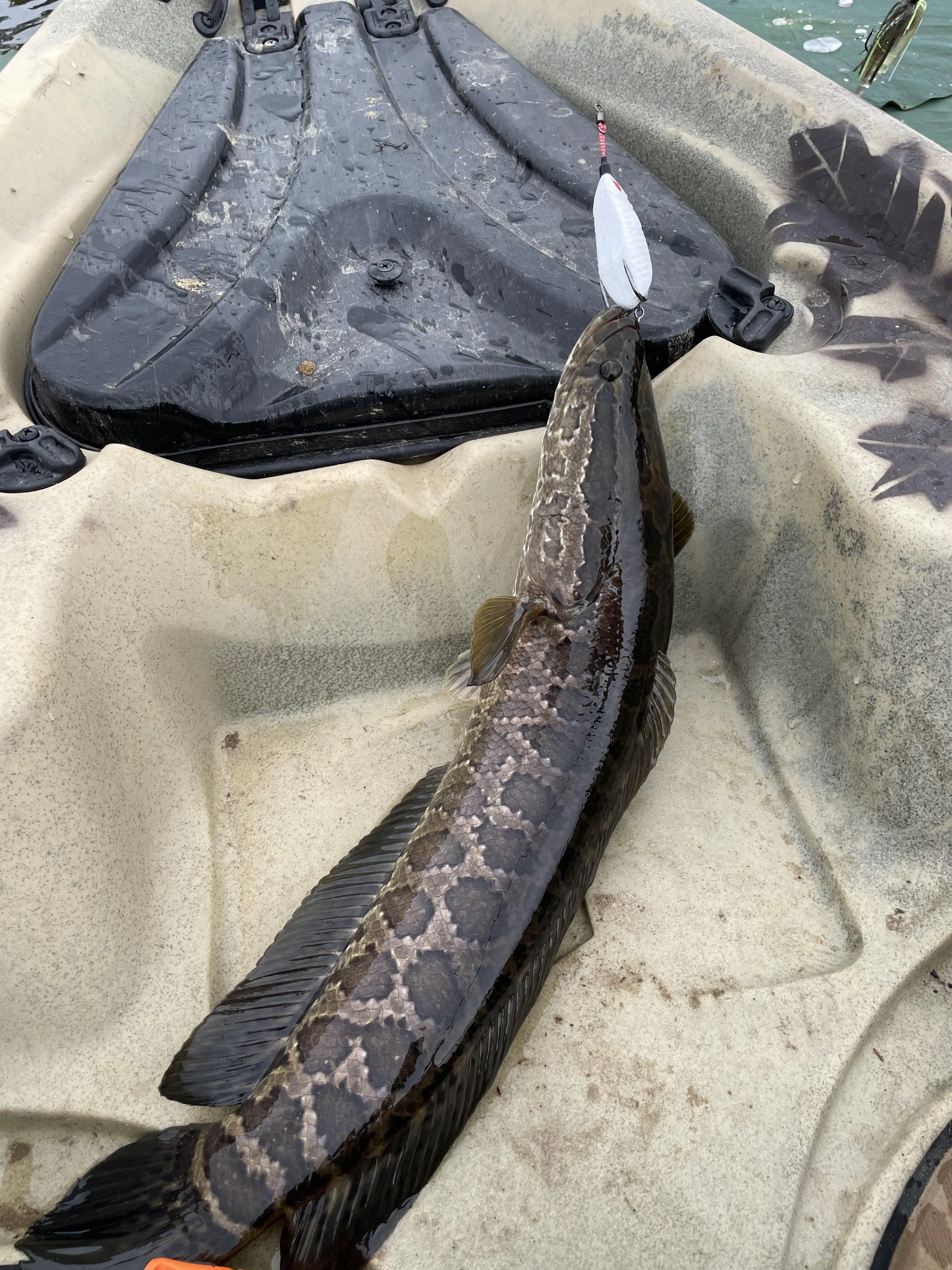 Snek Frog – American Snakehead Customs LLC