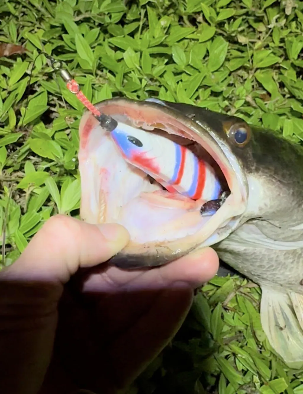 Snek Frog – American Snakehead Customs LLC