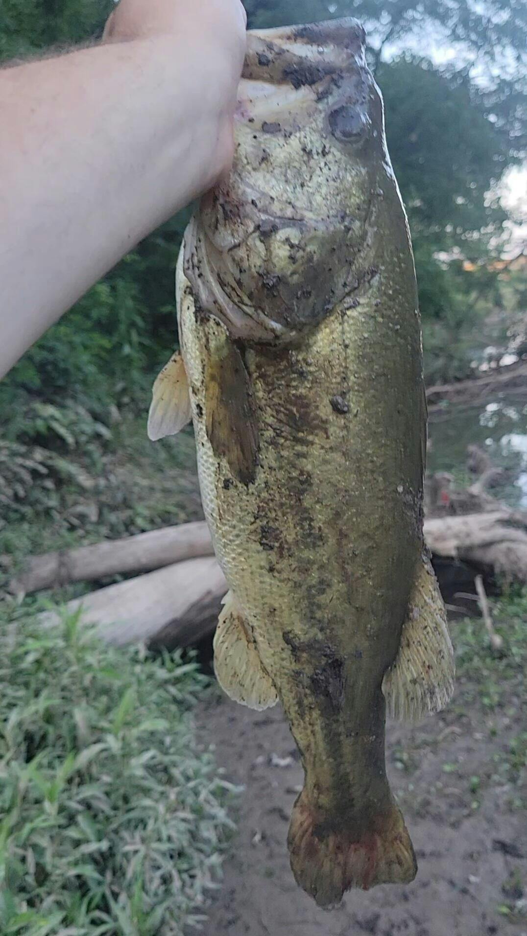 Savvy Rider Folding Fishing Rod Combo (All-in-One Fishing Kit ...