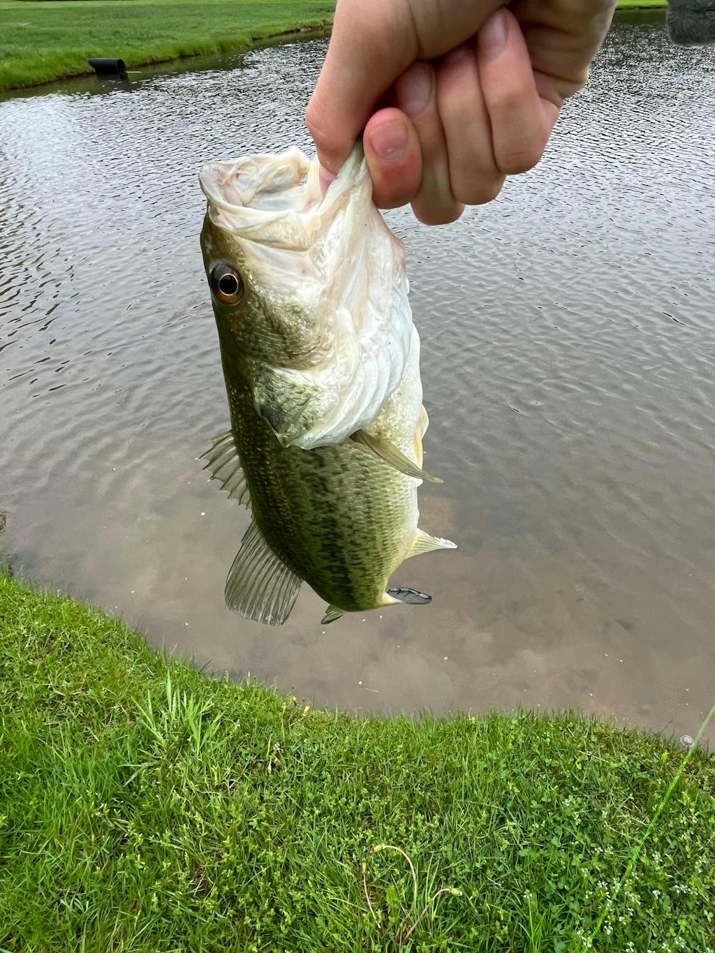 Savvy Rider Folding Fishing Rod Combo (All-in-One Fishing Kit ...