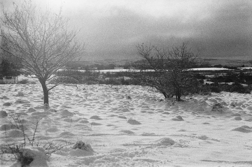 Bergger Pancro 400 | 35mm film | Analogue Wonderland