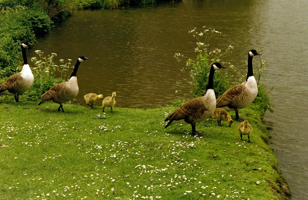 dubblefilm Apollo - 35mm Film - Analogue Wonderland