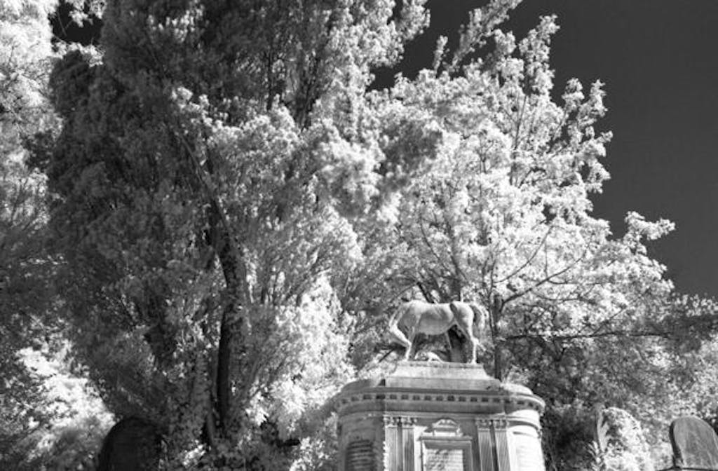 Rollei Infrared - 35mm Film - Analogue Wonderland