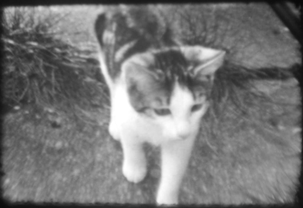 Fomapan R - Double 8mm Movie Film - 100ft - Analogue Wonderland